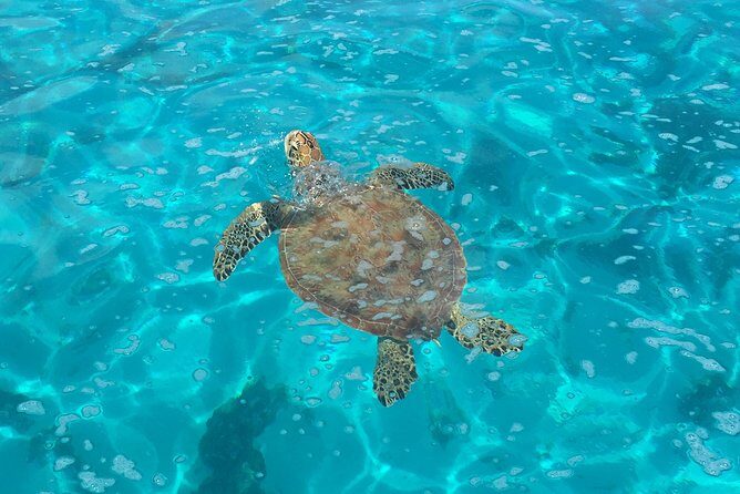 Half day Excursion, Drift Snorkeling Lagoon Adventure. 3H - Diving into the Details of Moorea’s Lagoon Adventure