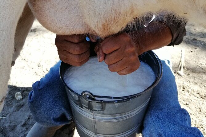 Half Day Excursion - Horseback Riding Adventure in SMA - The value of this experience in relation to the cost