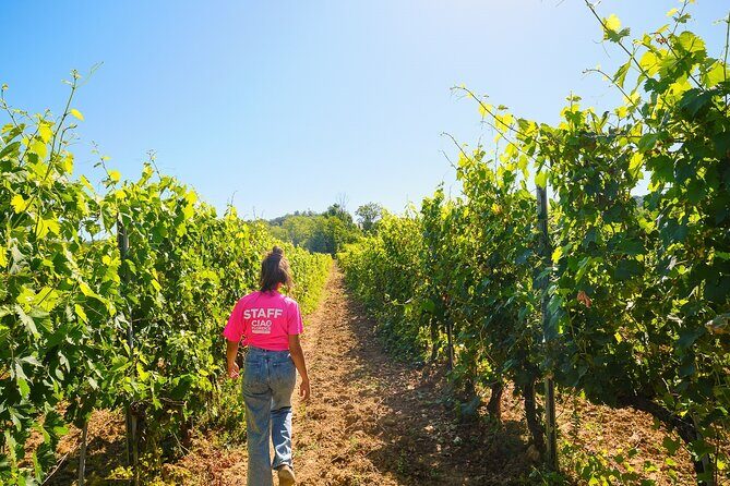 Half-day Experience to San Gimignano Hills with Picnic and Wine - Key Points