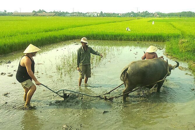 Half-day Farming life with wet rice from Hoi An - Key Points