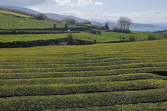 Half Day Fire Lake and Pineapple Farm Tour in Sao Miguel with Tea - A Closer Look at the Itinerary