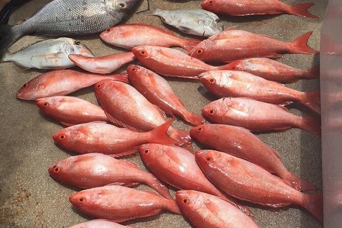Half-Day Fishing Trip in Fort Lauderdale - Who Should Consider This Tour?