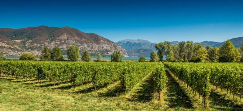 Half-Day Food and Wine Experience in Franciacorta - The Food and Wine Pairings