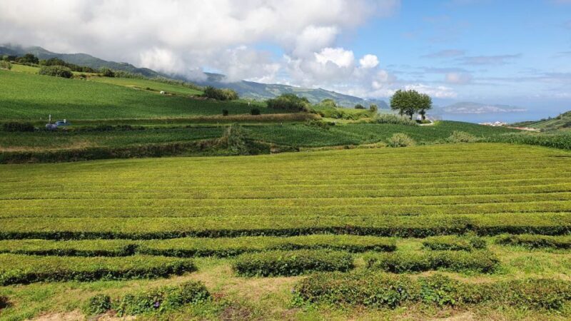 Half Day Furnas Tour with volcano activity - Practical Tips for Travelers