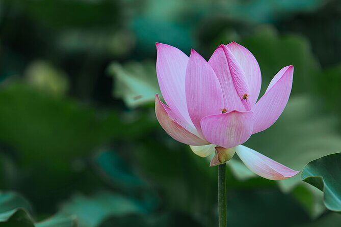 Half Day Giverny Monet's Gardens Tour - Key Points