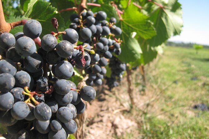 Half-Day Gramma Wine Tasting Tour in Iasi - The Sum Up: Who Should Consider This Tour?