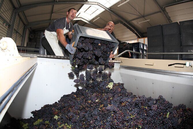 Half Day Grape Harvest Experience with Tasting in Epernay - Key Points