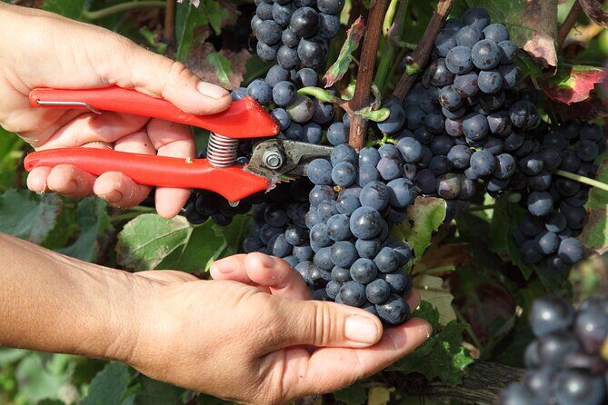 Half Day Grape Harvest Experience with Tasting in Epernay - What Travelers Say