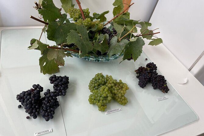 Half Day Grape Harvest Experience with Tasting in Epernay - Who Should Book This Tour?