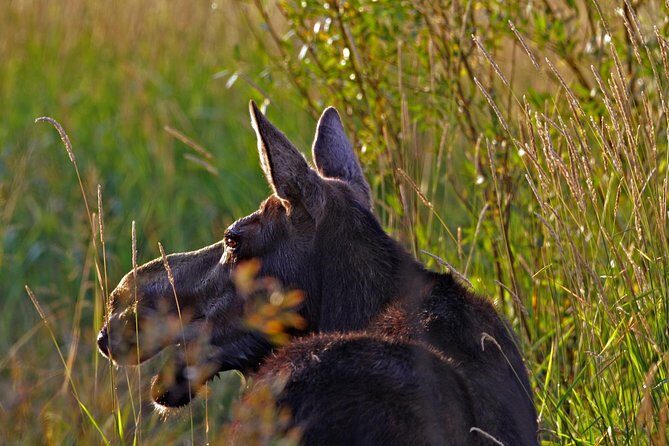 Half Day Group Sunrise Wildlife Safari - FAQ