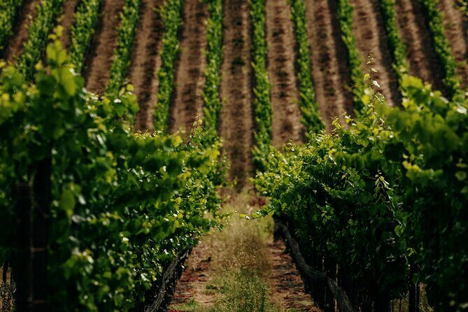 Half Day Guided Electric Bike Wine Tasting Tour with Lunch - FAQ