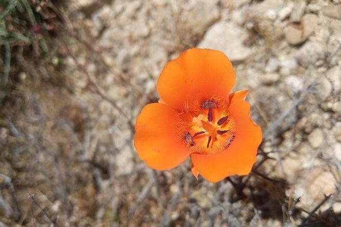 Half-Day Guided Hike in Joshua Tree National Park - In-Depth Look at the Experience