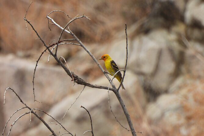Half-Day Guided Hike in Joshua Tree National Park - Who Is This Tour Best For?