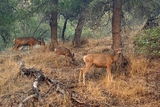 Half Day Guided Hike in Zion National Park - The Sum Up