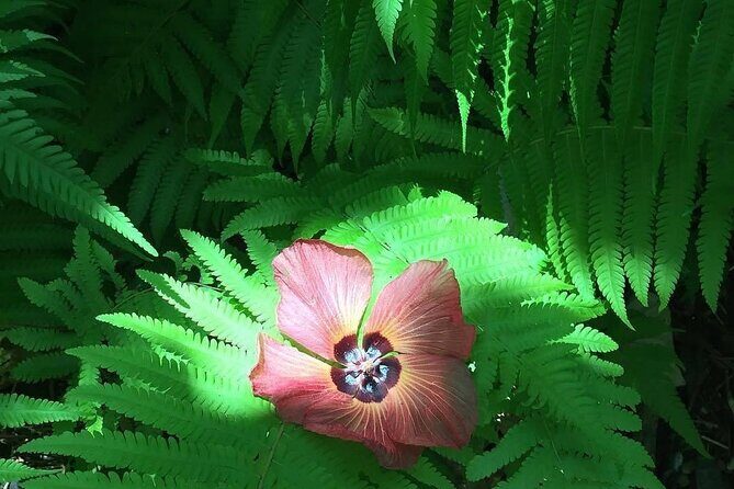 Half-Day Guided Hike to Afareaitu Waterfall - FAQ