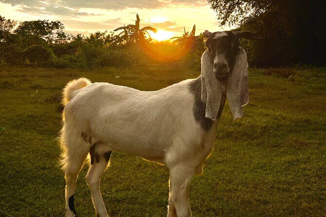 Half Day Guided Rock Climbing Tour in Gunung Keriang - Climbing Equipment and Included Features