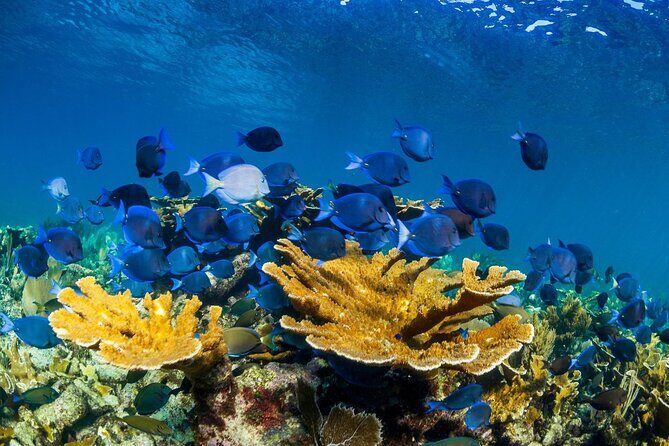 Half Day Guided Snorkeling Adventure in Puerto Morelos - Why This Tour Matters