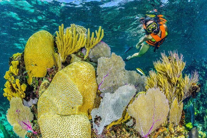 Half Day Guided Snorkeling Adventure in Puerto Morelos - The Sum Up