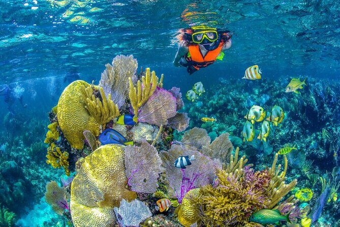 Half Day Guided Snorkeling Adventure Tour from Cancun - Key Points