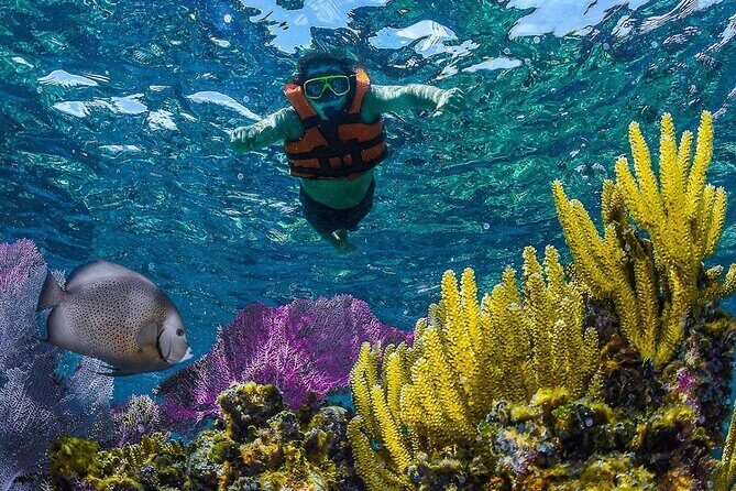 Half Day Guided Snorkeling Adventure Tour from Cancun - An Authentic Look at the Cancun Snorkeling Tour
