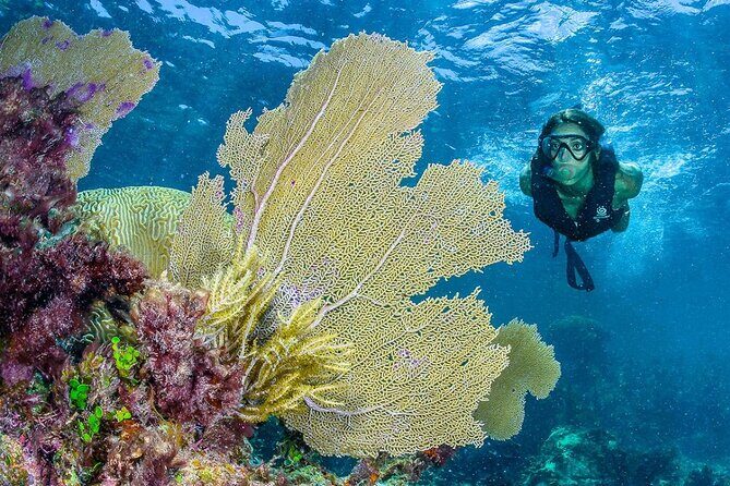 Half Day Guided Snorkeling Adventure Tour from Cancun - Frequently Asked Questions (FAQs)