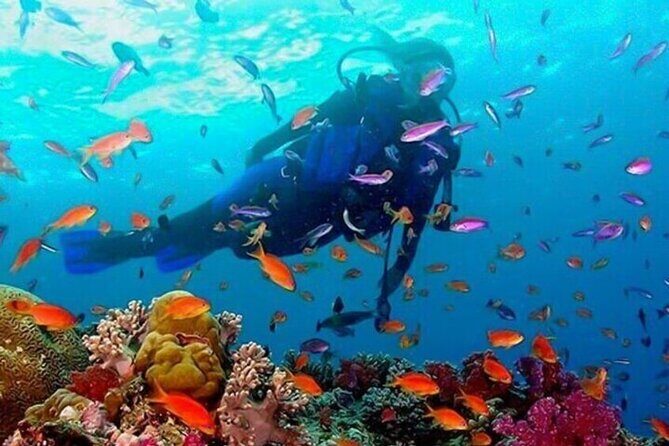 Half Day Guided Snorkeling in Negombo - An Easy Introduction to the Underwater World of Negombo