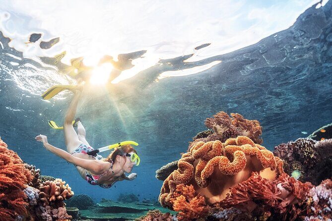 Half Day Guided Snorkeling in Negombo - The Sum Up: The Best Fit for a Casual Marine Encounter