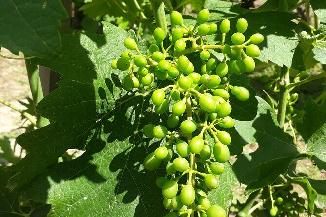 Half-Day Guided Tour with Tasting of Beaujolais Wines - Who Will Love This Tour?
