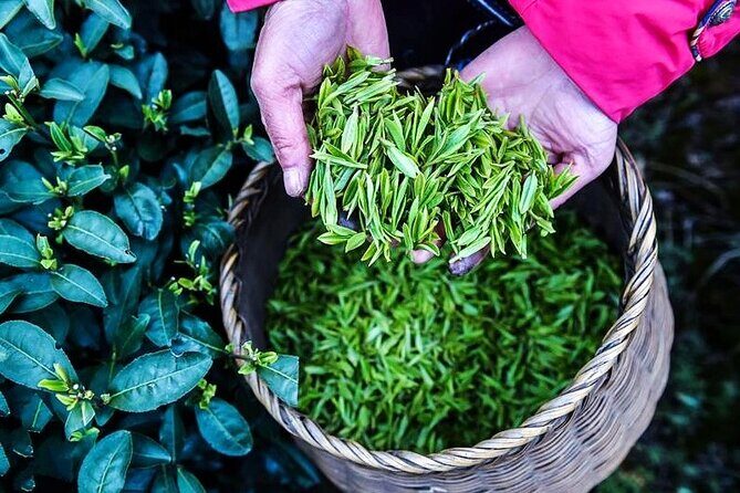 Half-Day Hangzhou Jiuxi Stream and Tea Plantation Experience - Who Will Love This Experience