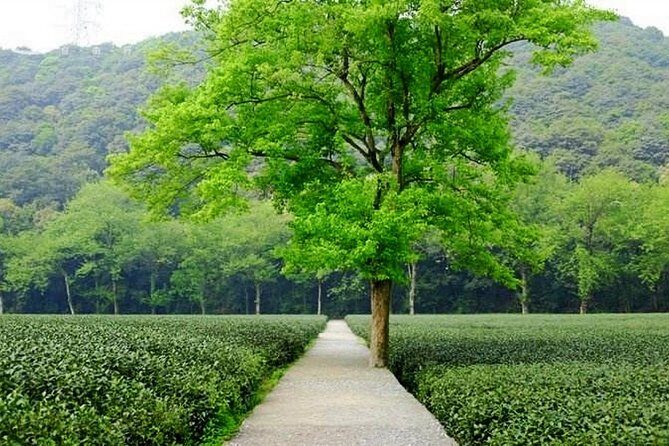 Half-Day Hangzhou Nature Explore with Green Tea Village and Yunxi Bamboo Forest - Optional Addition: West Lake Boat Cruise – Scenic Charm on Water
