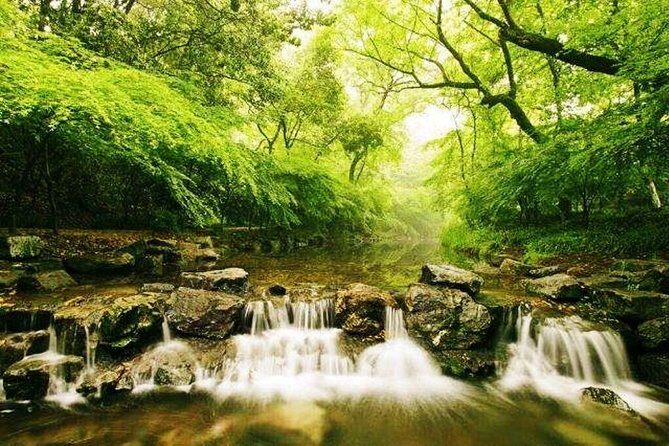 Half-Day Hangzhou Nature Explore with Green Tea Village and Yunxi Bamboo Forest - Authenticity in Every Step