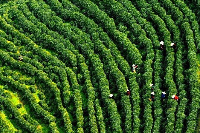 Half-Day Hangzhou Nine Creeks Hiking Tour with Tea Plantation Experience - Practical Tips for Travelers