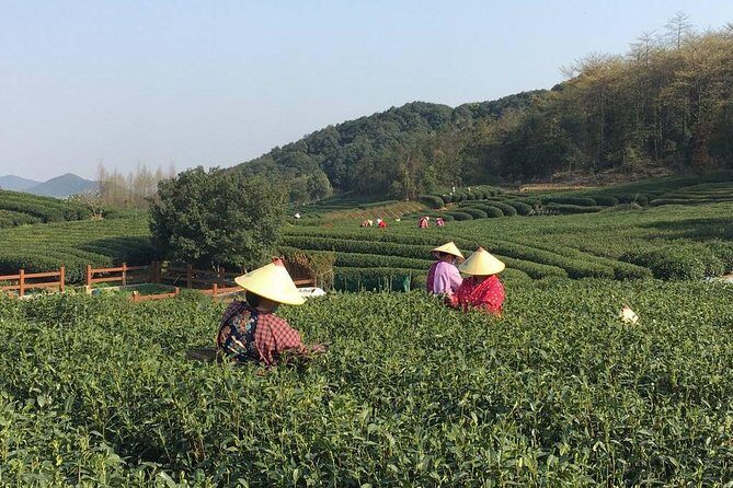 Half-Day Hangzhou Nine Creeks Hiking Tour with Tea Plantation Experience - The Sum Up