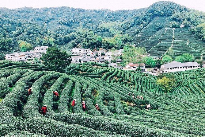 Half-Day Hangzhou Private Tour with Green Tea Village and Lingyin Temple - FAQ