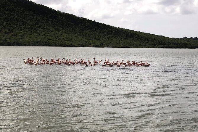 Half Day Hato Cave, Flamingo & Beach Tour - In-Depth Look at the Tour Experience
