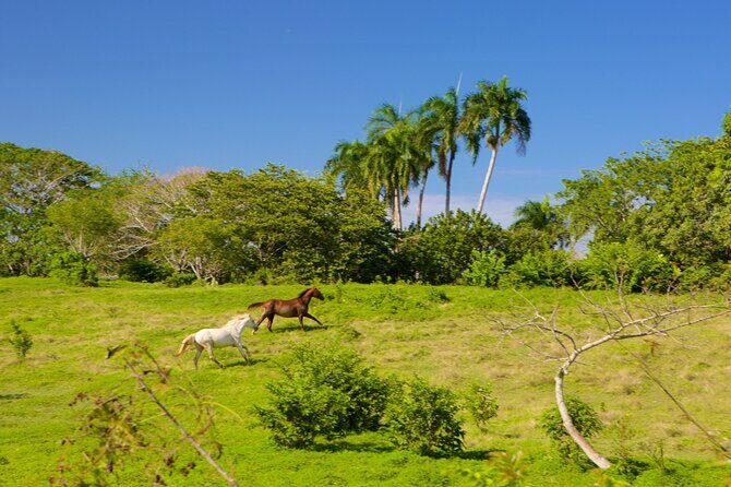 Half Day Higuey City Tour from Punta Cana with Pick Up - An In-Depth Look at the Tour Experience