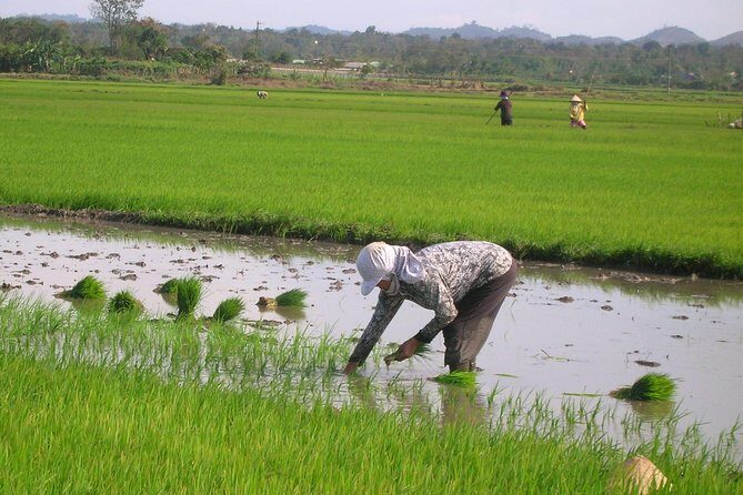 Half-Day Hoi An Countryside and Villages Tour by Bike - An In-Depth Look at the Experience
