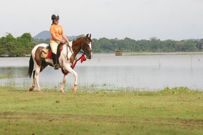 Half Day Horse Riding in Dambulla - An In-Depth Look at Half Day Horse Riding in Dambulla