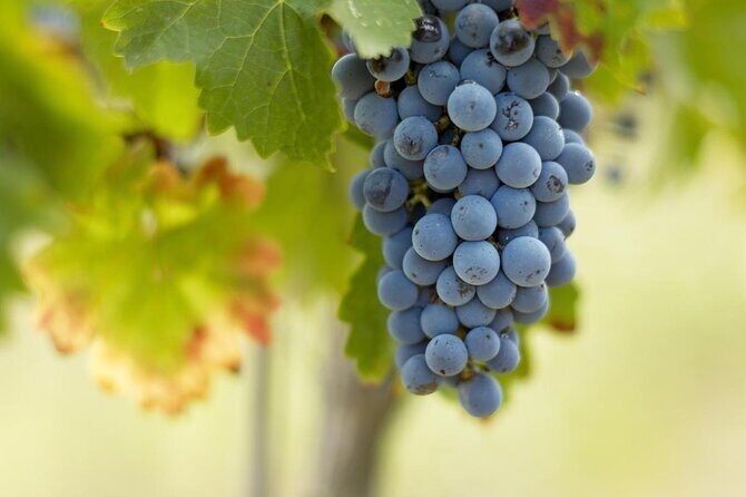 Half day in Pomerol and Saint Emilion in a classic car - Key Points