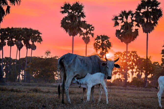 Half Day Kampong Pluk Fishing Village with Sunset Private Tour - Concluding Thoughts: Who Will Love This Tour?