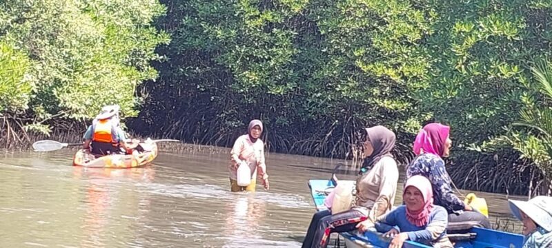 Half Day Kayak Guided Tour to the Green Mangroves Forest - The Sum Up: Who Should Consider This Tour?