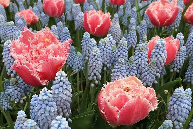 Half Day Keukenhof Tulip Paradise Trip from Amsterdam - Key Points