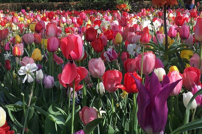 Half Day Keukenhof Tulip Paradise Trip from Amsterdam - Scenic Drive and Breathtaking Fields
