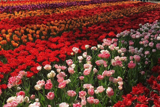 Half Day Keukenhof Tulip Paradise Trip from Amsterdam - Who Will Love This Tour?