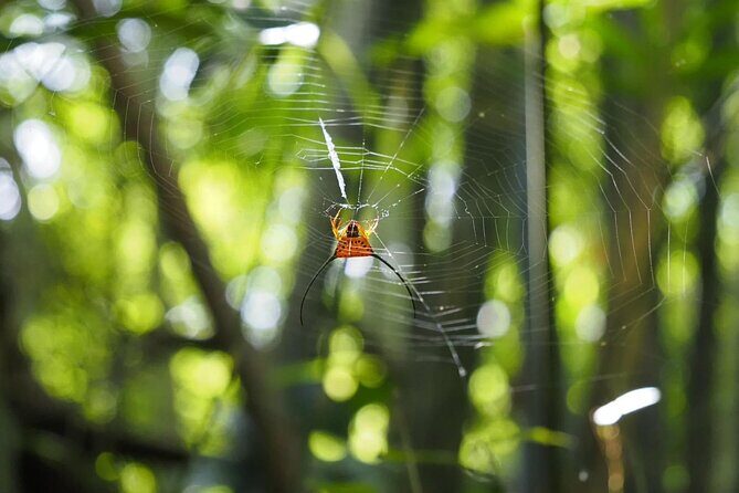 Half Day Koh Chang Jungle Trek for Families and Beginners - An In-Depth Look at the Koh Chang Jungle Trek Experience