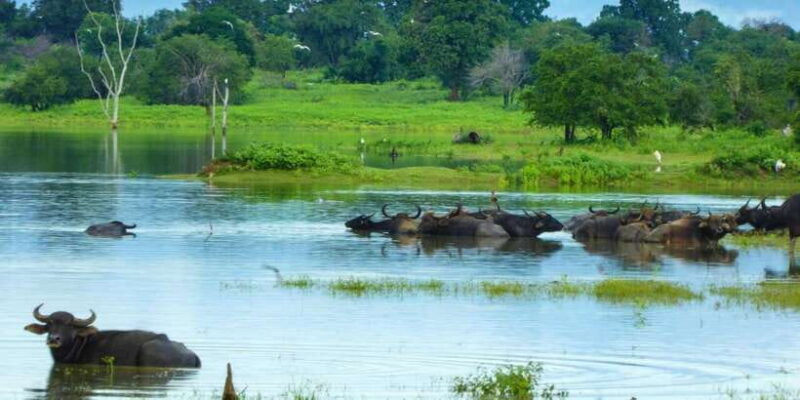 Half-Day Kumana National Park 4 x 4 wheel Safari - The Sum Up