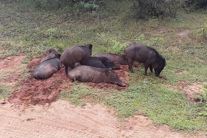 Half-Day Kumana National Park Private Safari with Pickup - An In-Depth Look at the Kumana Safari Experience