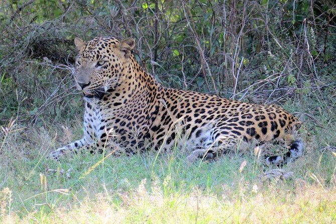 Half-Day Kumana National Park Private Safari with Pickup - Frequently Asked Questions