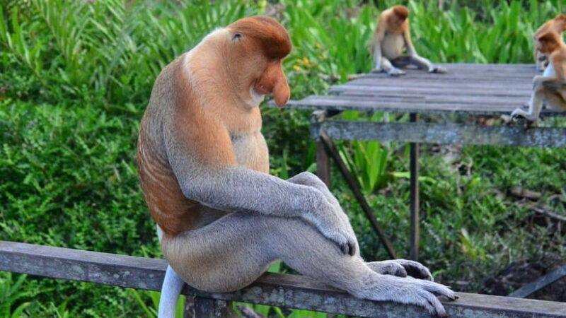 Half Day Labuk Bay Proboscis Monkey Sanctuary | Sandakan - Introduction
