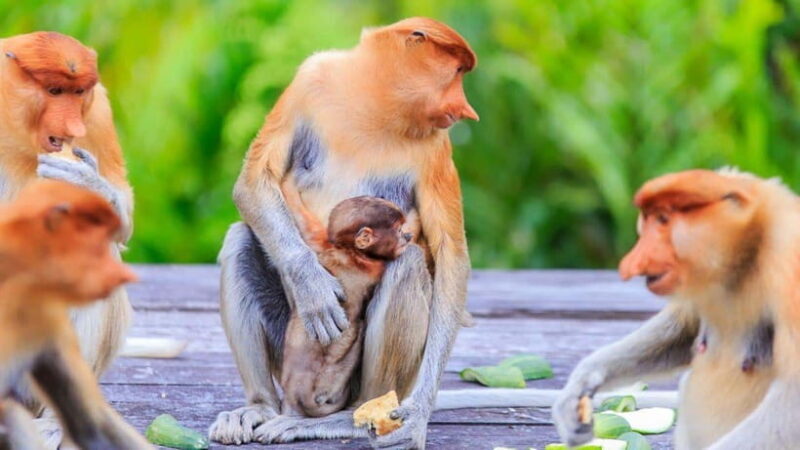 Half Day Labuk Bay Proboscis Monkey Sanctuary | Sandakan - The Detailed Itinerary